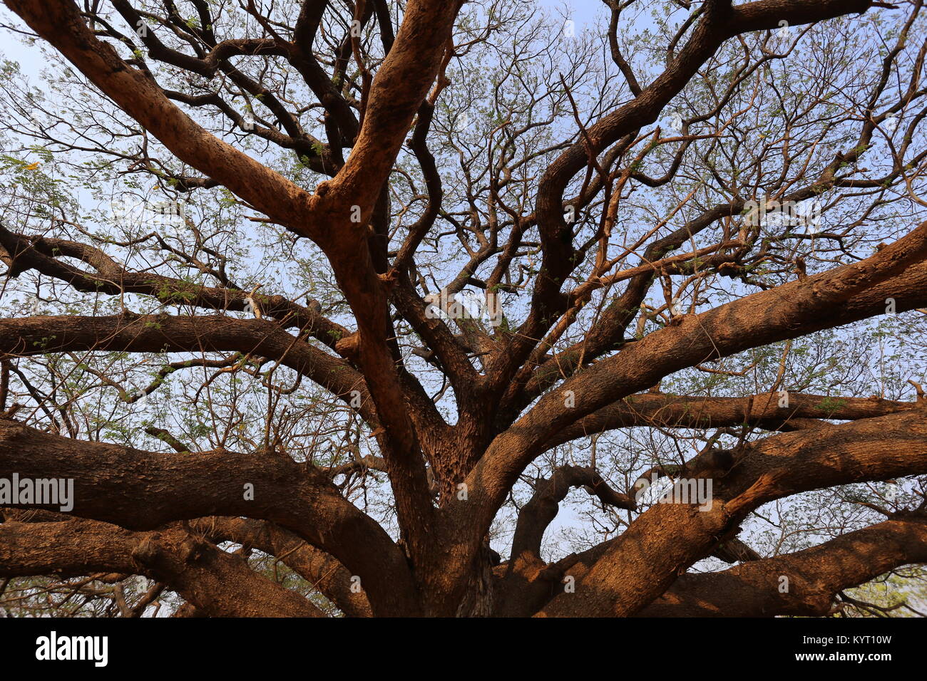 The Giant Rain Tree (chamchuri) near Kanchanaburi is visited daily by ...