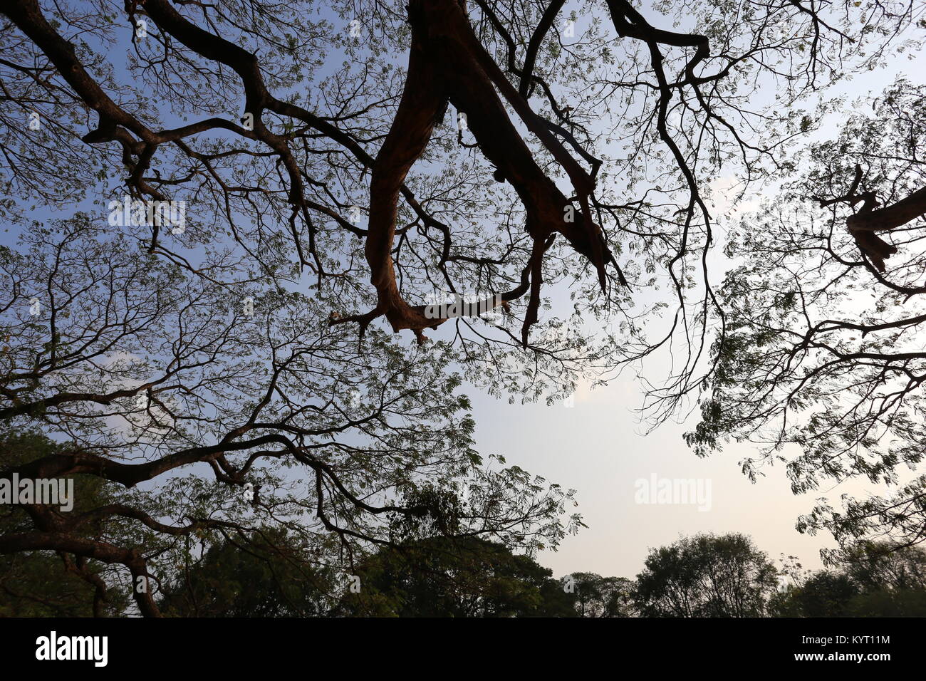 The Giant Rain Tree (chamchuri) near Kanchanaburi is visited daily by ...