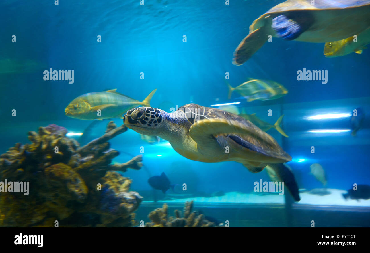 Cheloniidae hi-res stock photography and images - Alamy