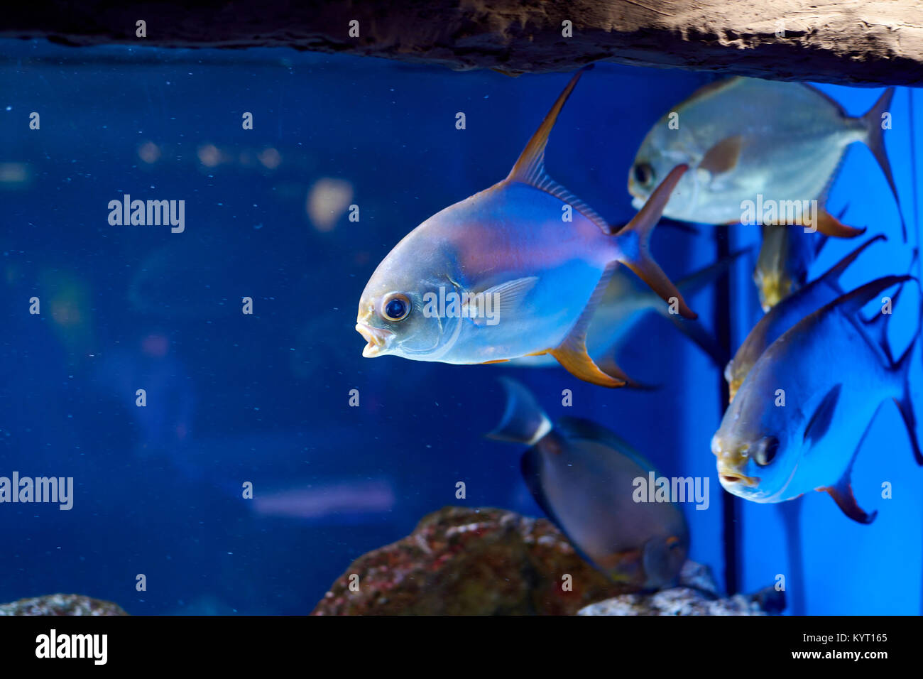 Yellow fins hi-res stock photography and images - Alamy