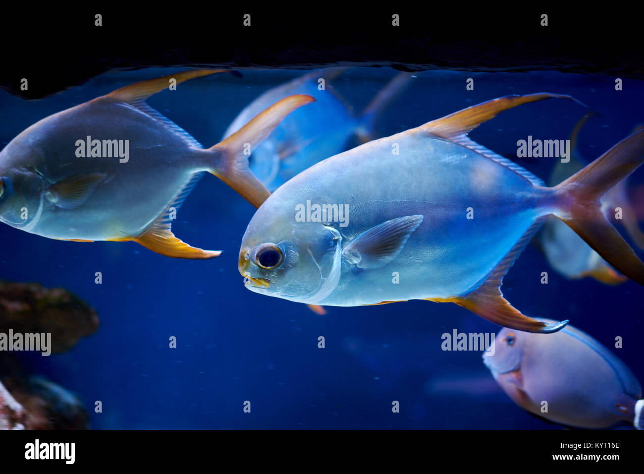 Pompano fish hi-res stock photography and images - Alamy