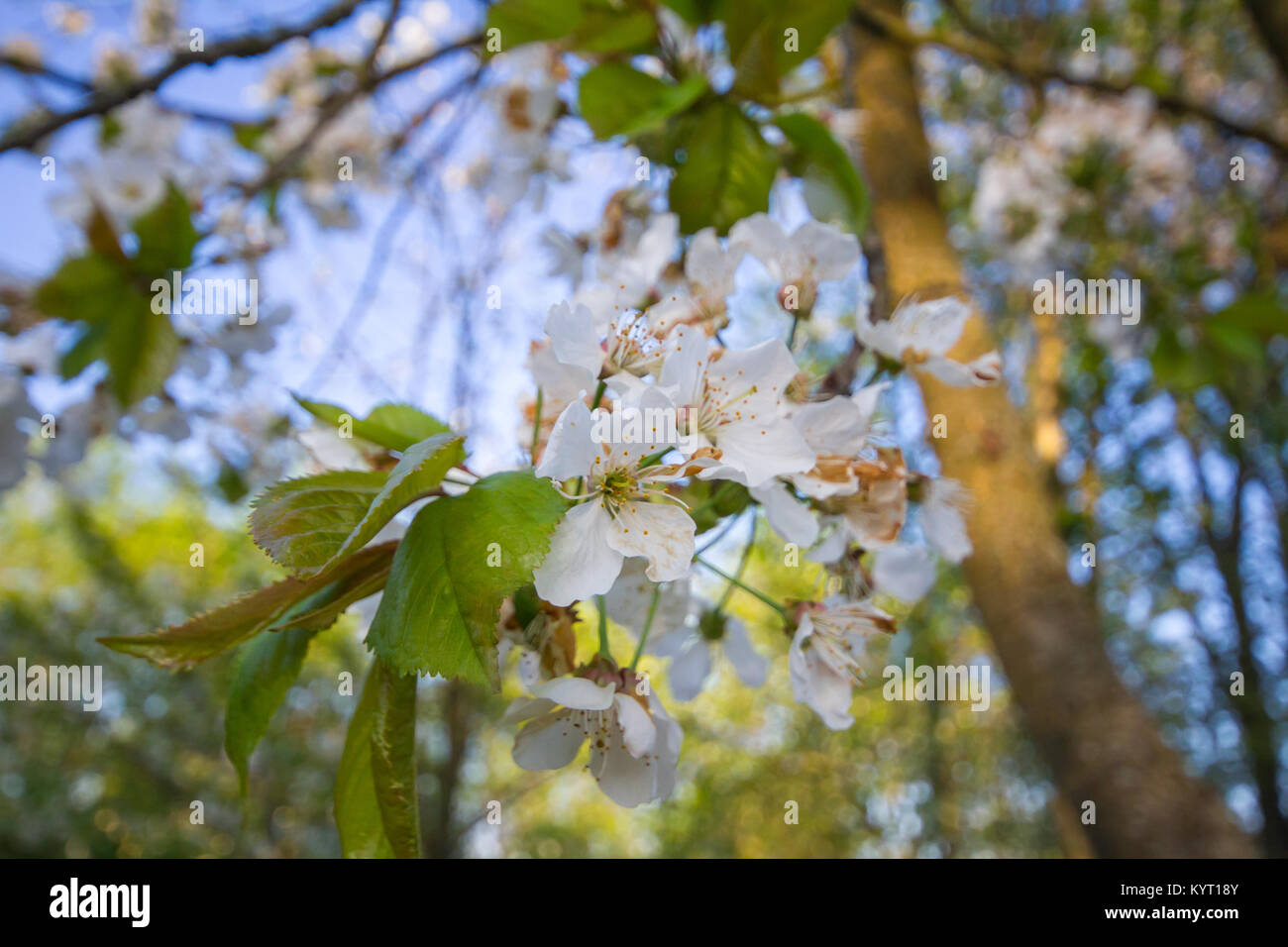Spring fruit hi-res stock photography and images - Alamy