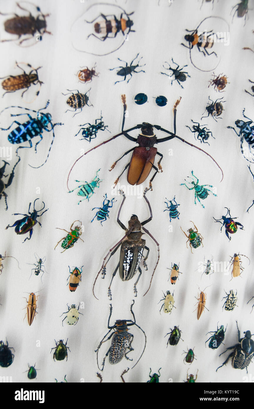 Insect bug display Stock Photo - Alamy