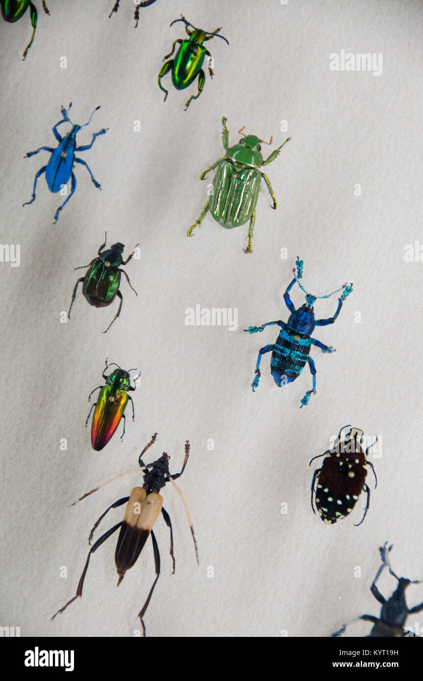 Entomology display hi-res stock photography and images - Alamy
