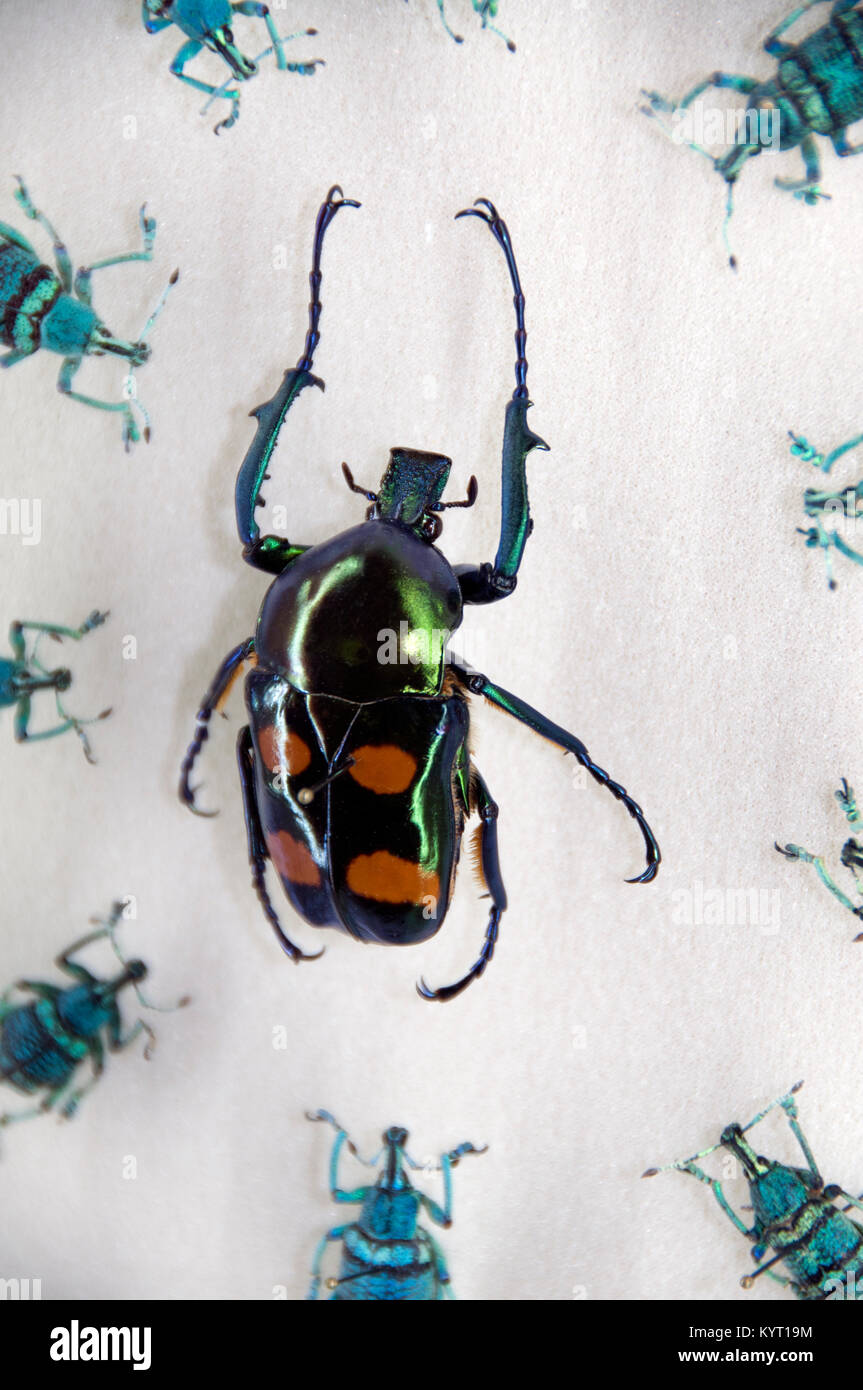 Multiple insects hi-res stock photography and images - Alamy