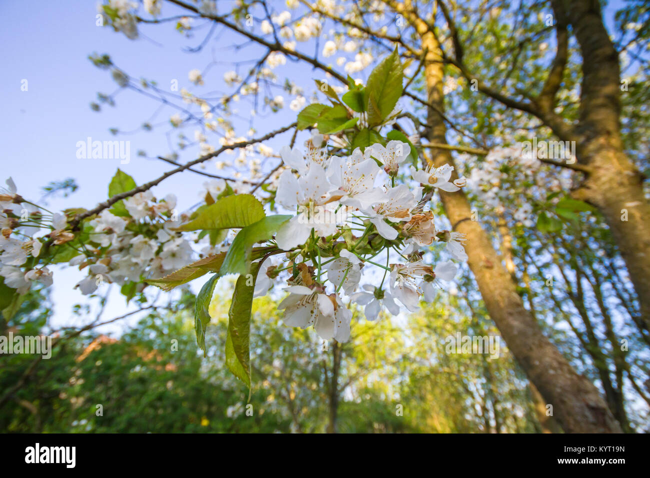 Spring garden fruit tree hi-res stock photography and images - Alamy