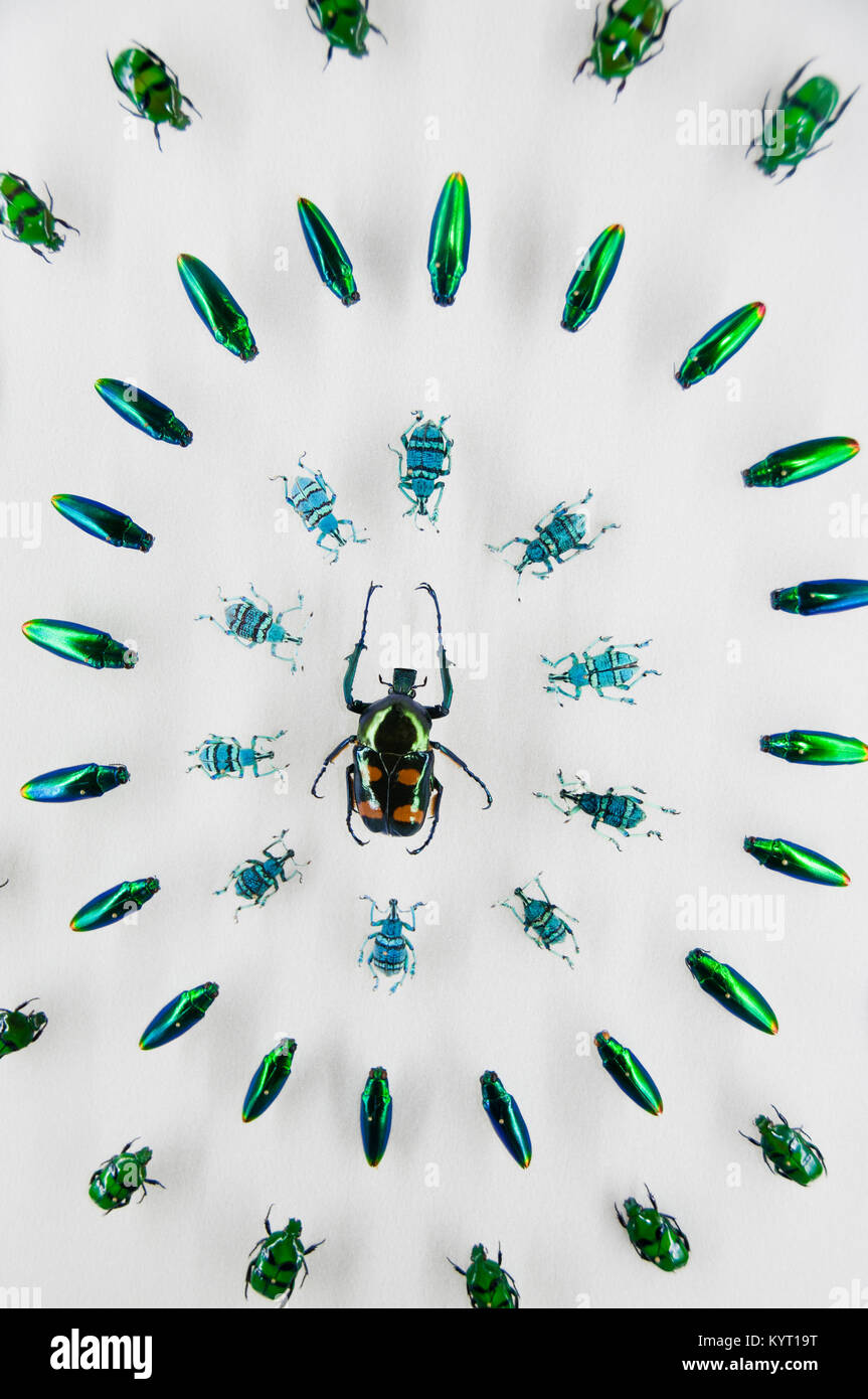 Insect bug display Stock Photo - Alamy