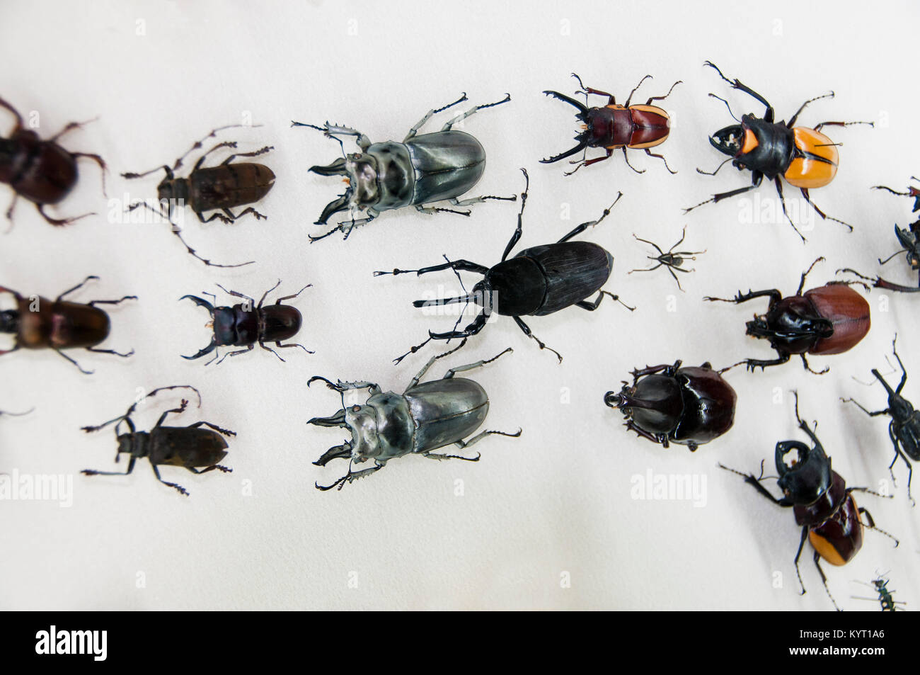 Insect bug display Stock Photo - Alamy