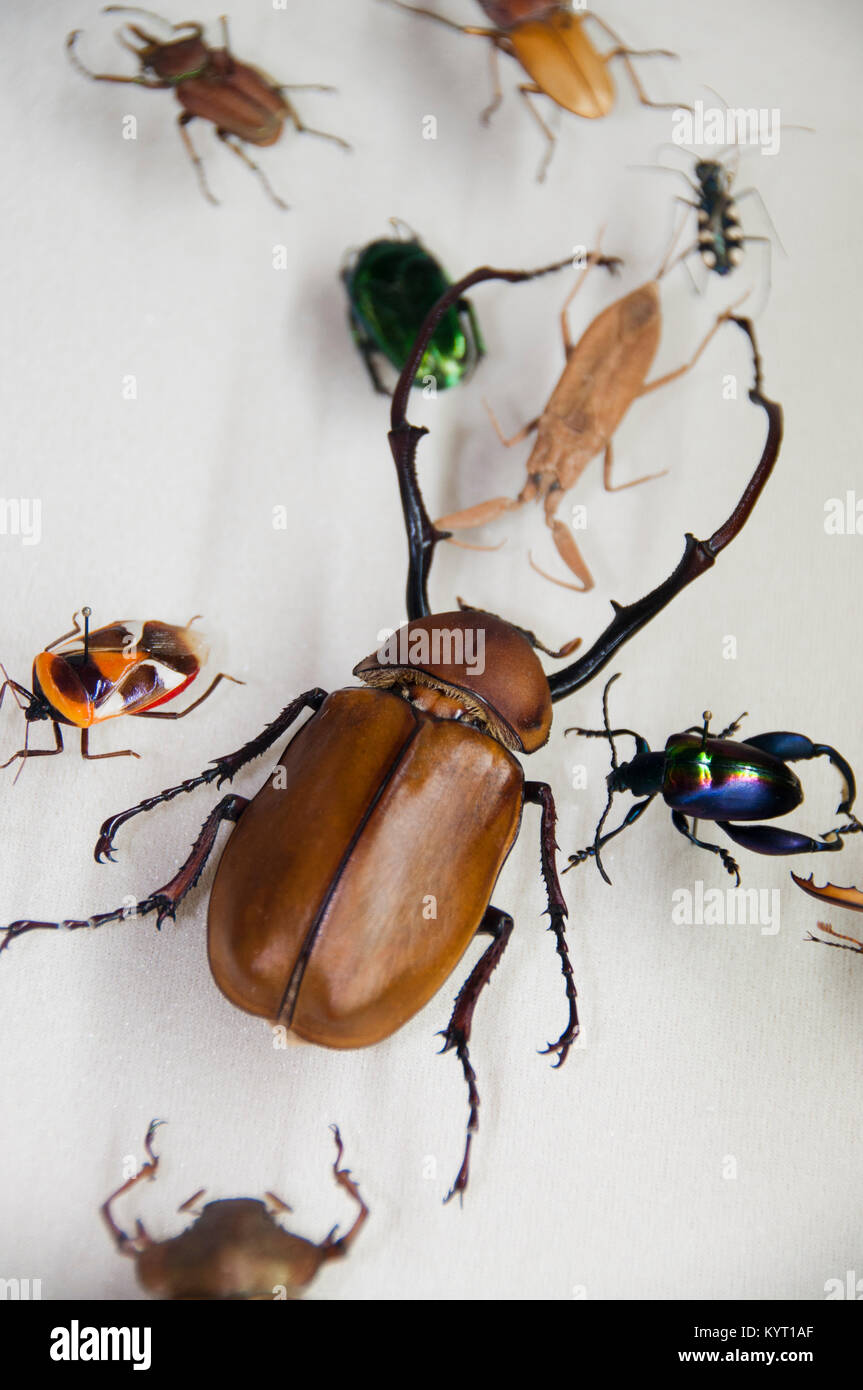 Insect bug display Stock Photo - Alamy
