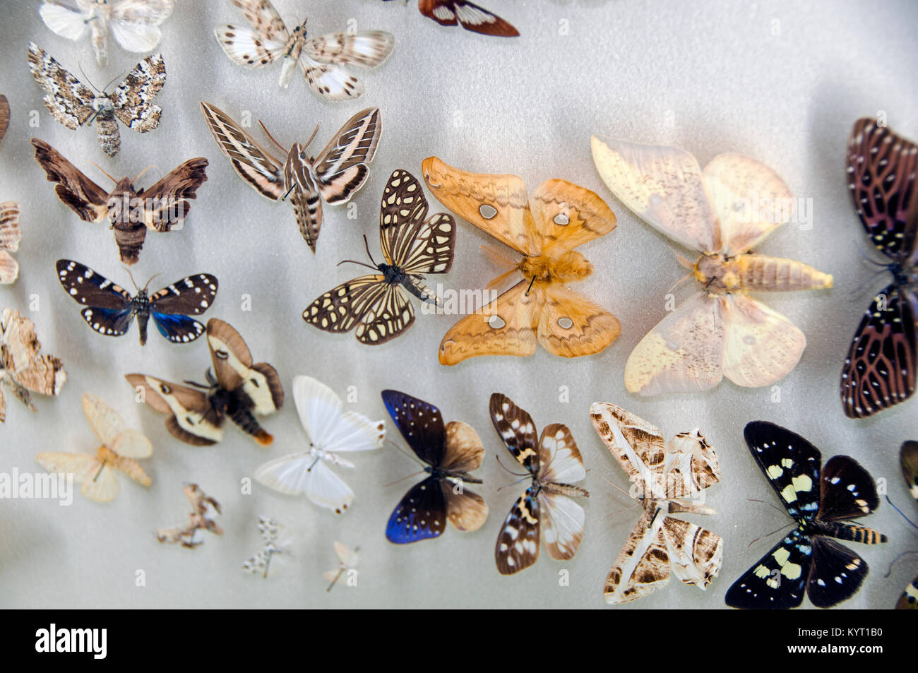 Entomology specimens hi-res stock photography and images - Alamy