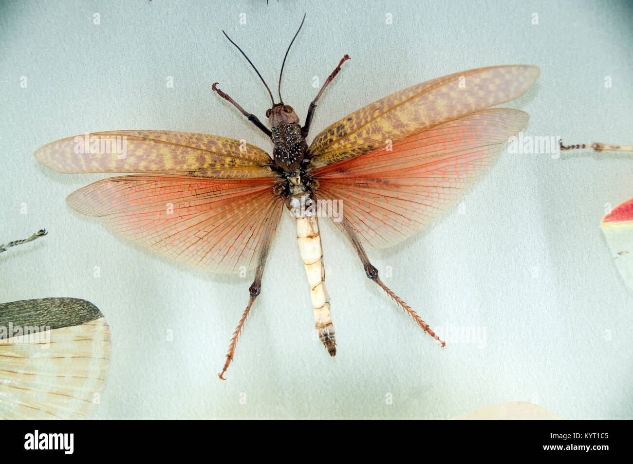 Moth specimen hi-res stock photography and images - Alamy