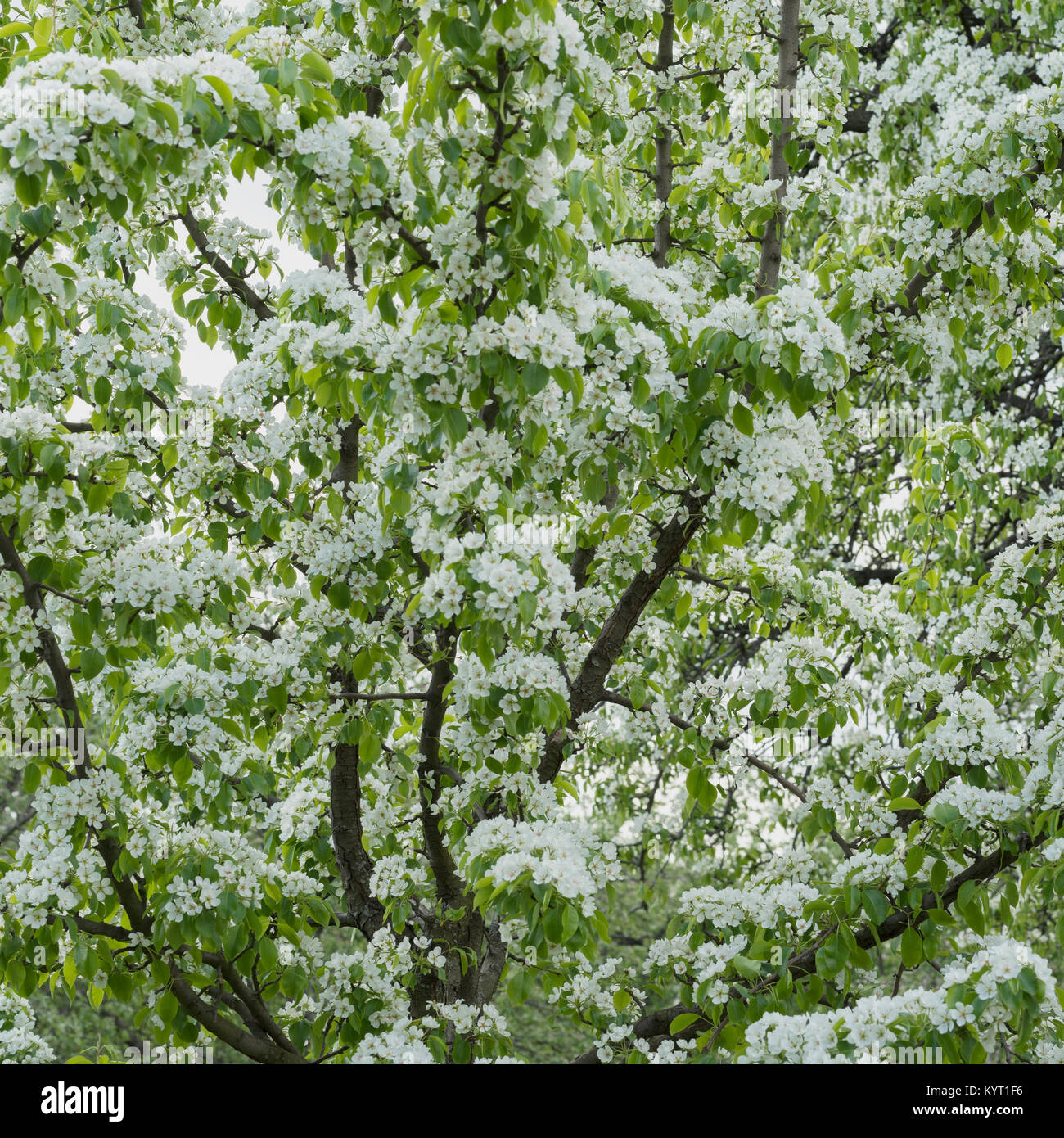 Abundantly blooming spring branches of fruit tree with white flowers ...