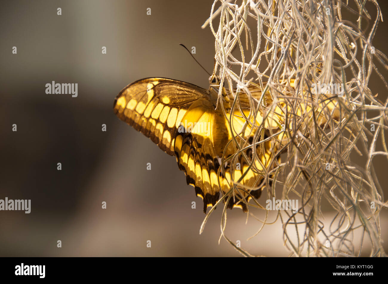 Butterfly in nature Stock Photo - Alamy