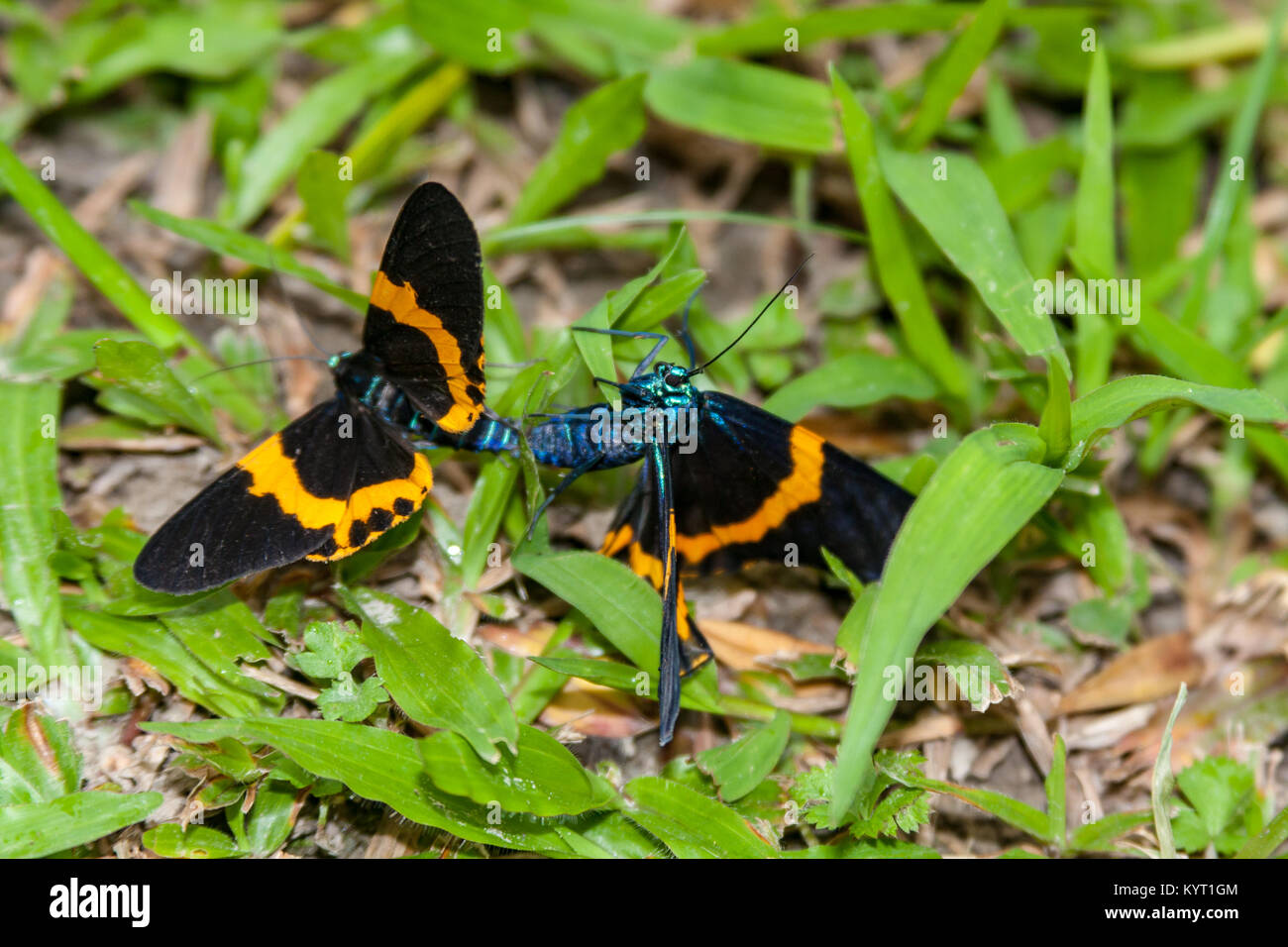 Colorful orange-banded moth (Milionia basalis pryeri) of the ...