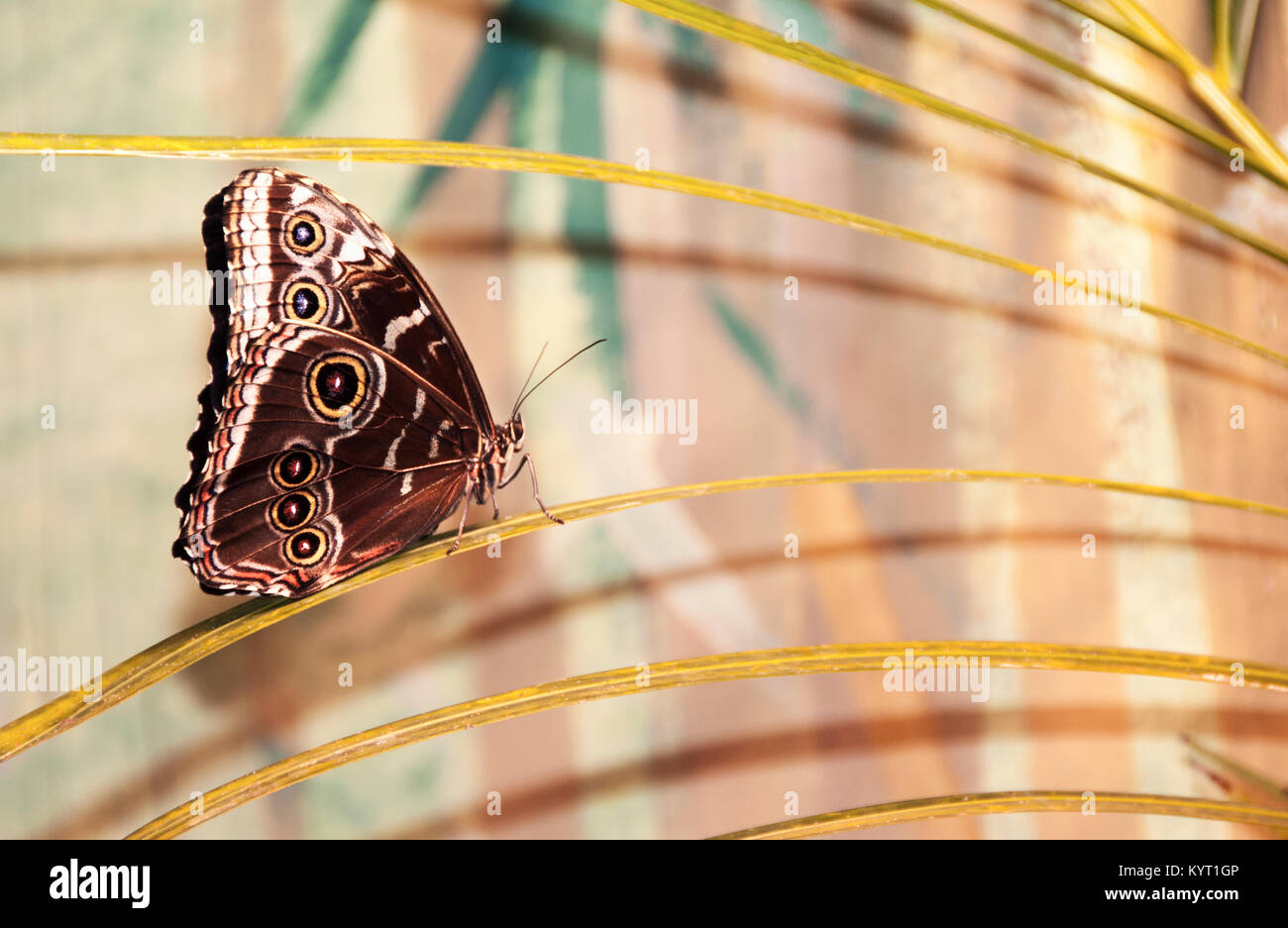 Moth in nature Stock Photo - Alamy