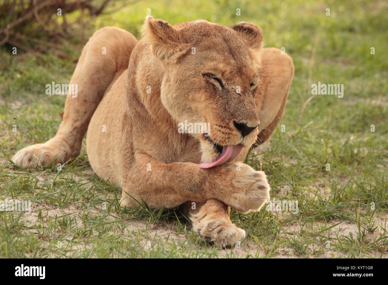 Lion washing hi-res stock photography and images - Alamy