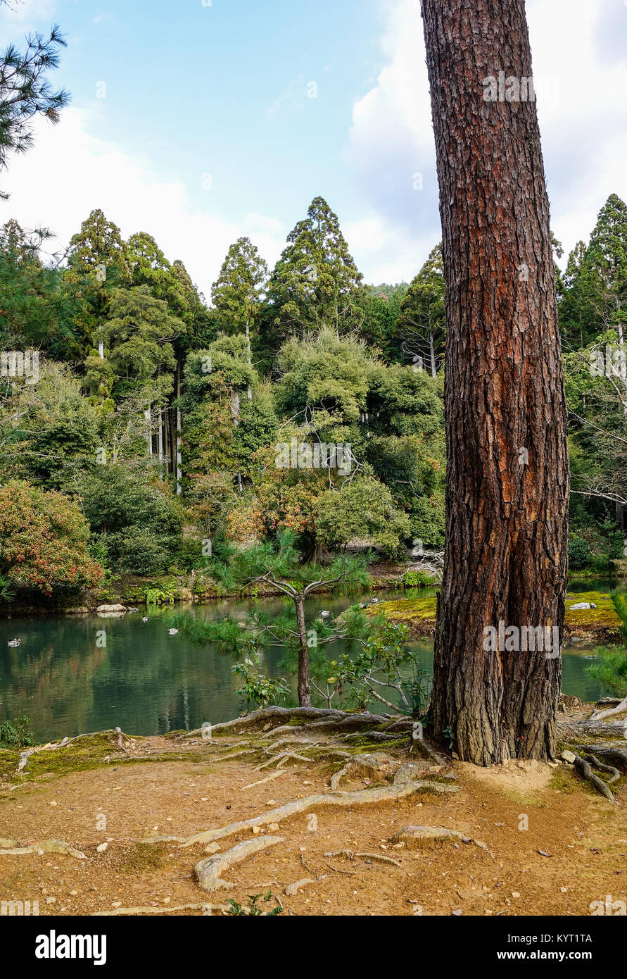 Huge trees at a Japanese zen garden in Kyoto, Japan Stock Photo - Alamy
