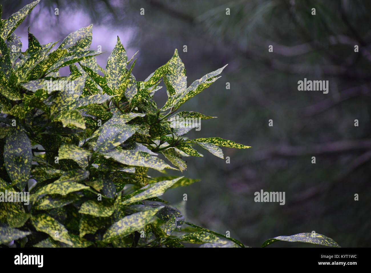 Ivy trails hi-res stock photography and images - Alamy