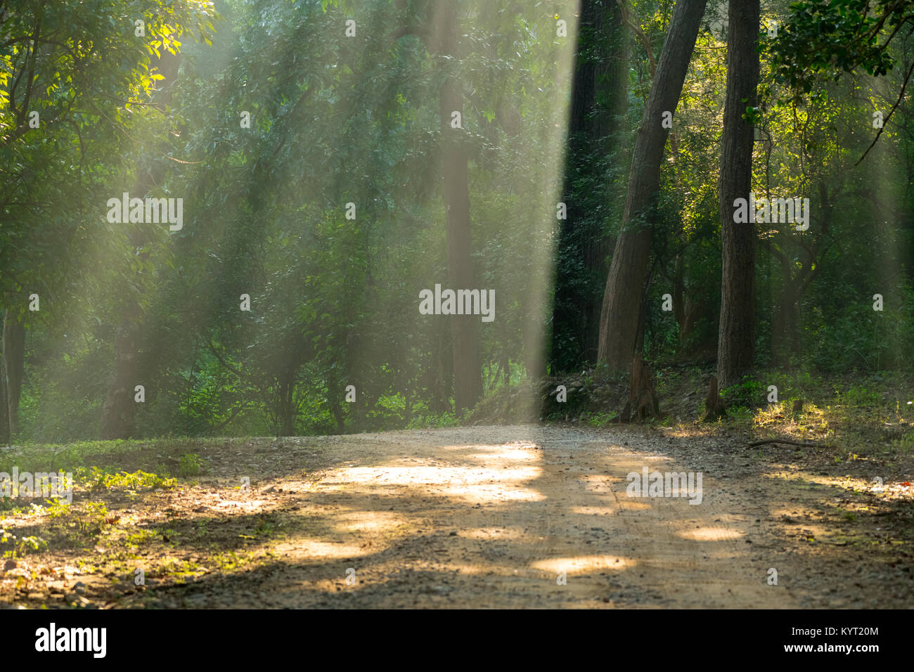 Natural spotlight in the forest Stock Photo - Alamy