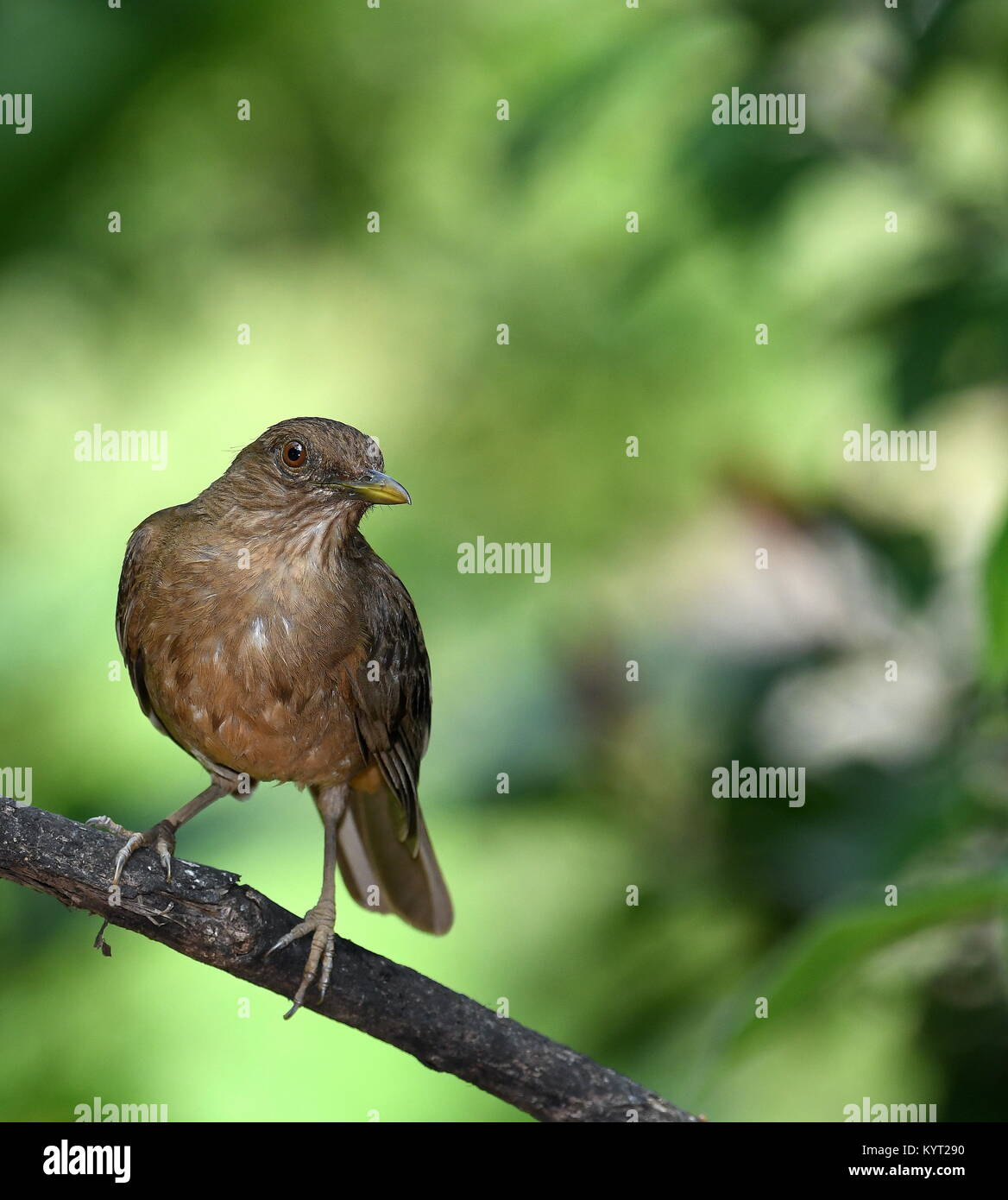 Clay colored robin bird hi-res stock photography and images - Alamy