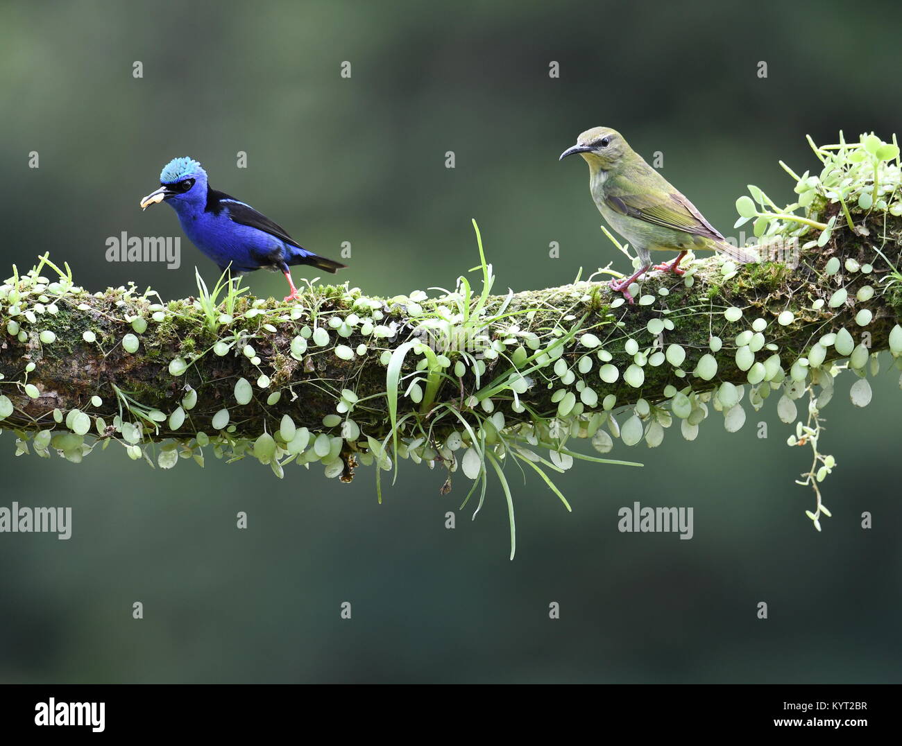 Open woodland omnivore hi-res stock photography and images - Alamy