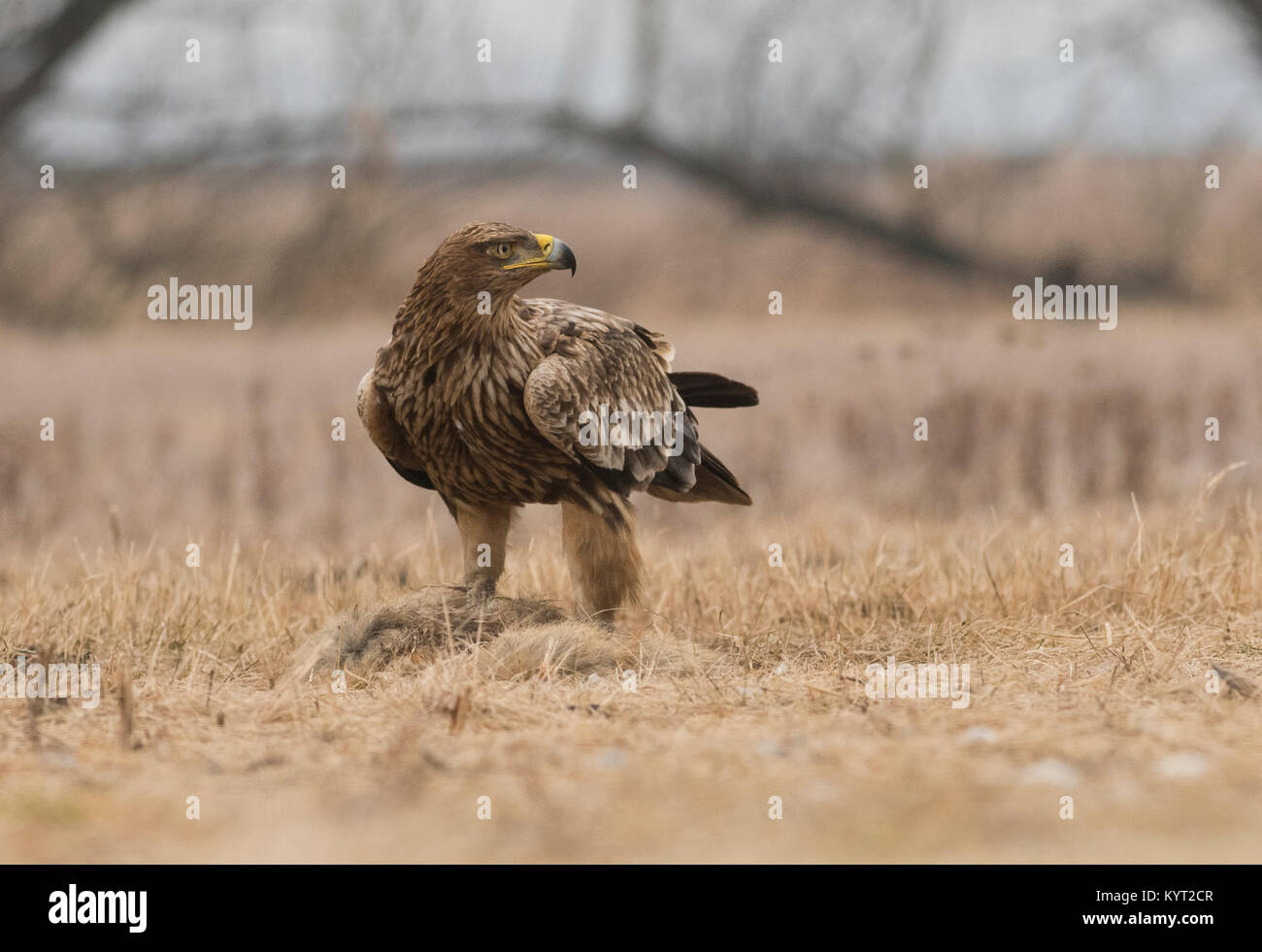 Steppe fox hi-res stock photography and images - Alamy
