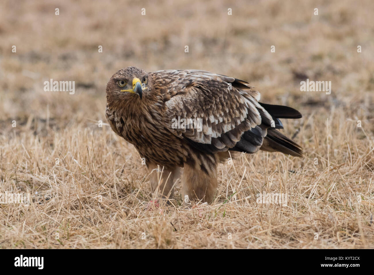 Eastern imperial eagle hi-res stock photography and images - Alamy