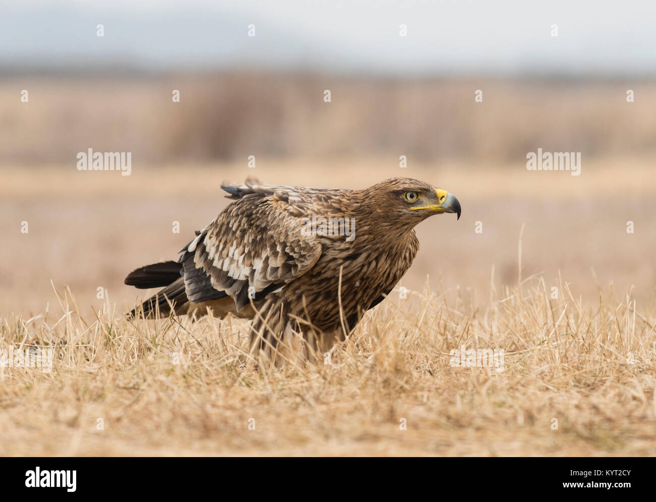Eastern imperial eagle hi-res stock photography and images - Alamy