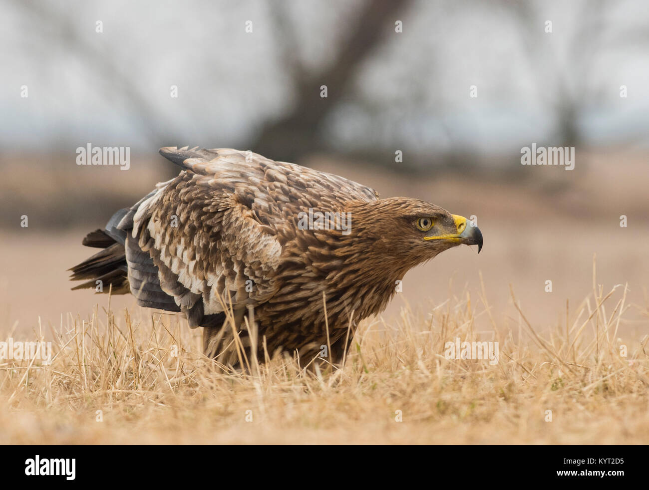 Eastern Imperial Eagle (Aquila heliacal) in Eastern Europe on steppe ...