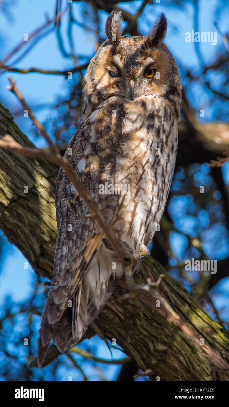 Owl Eyes Orange Long High Resolution Stock Photography and Images - Alamy