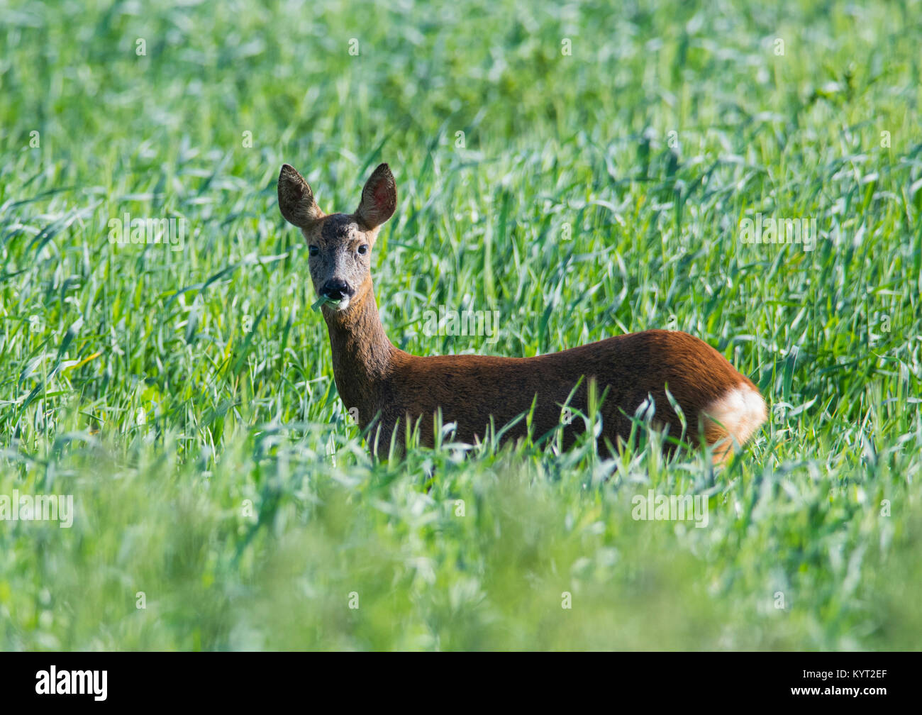 Female/Doe Roe Deer Capreolus capreolus in an arable field Yorkshire ...