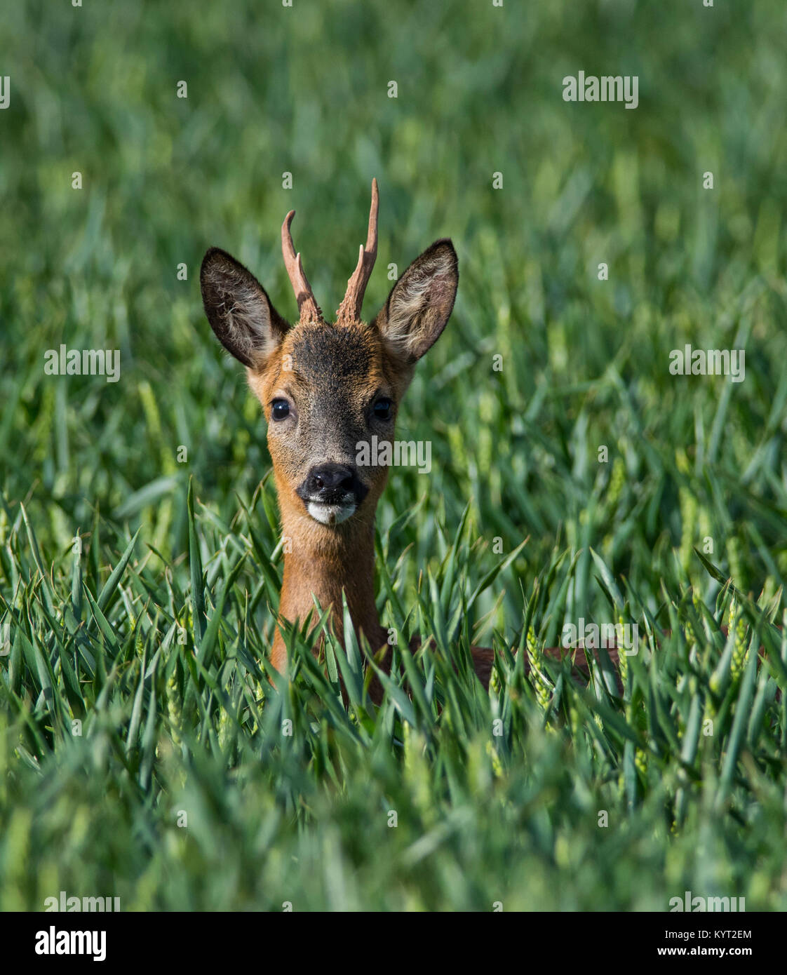 British deer species hi-res stock photography and images - Alamy