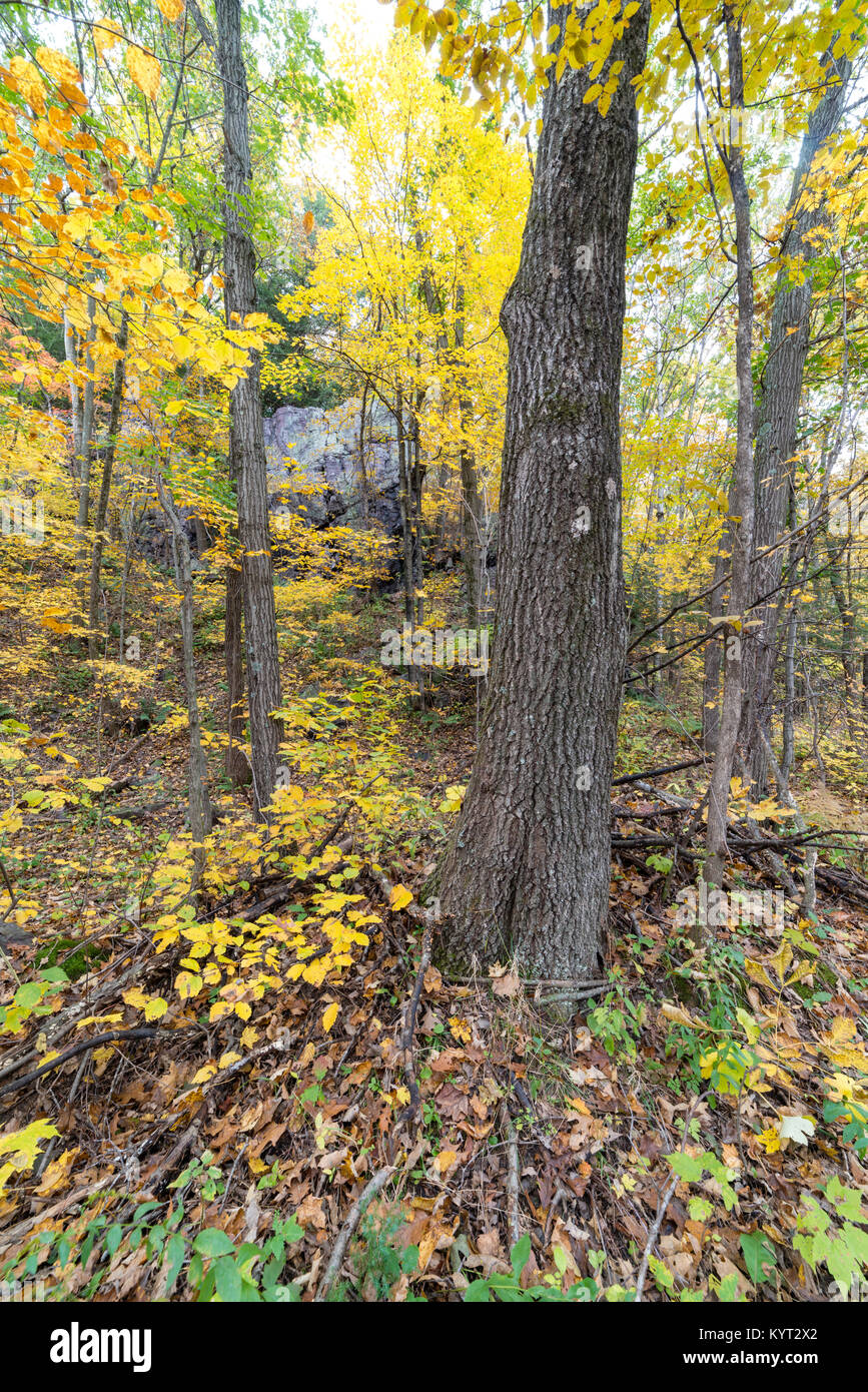 A beautiful autumn day at Abelman's Gorge State Natural Area, on ...