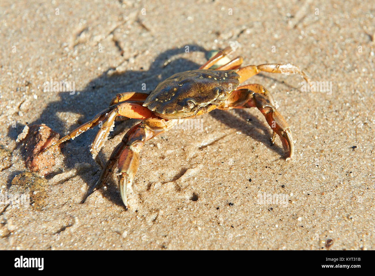 Shore Crab standing in sand in its natural habitat Stock Photo - Alamy