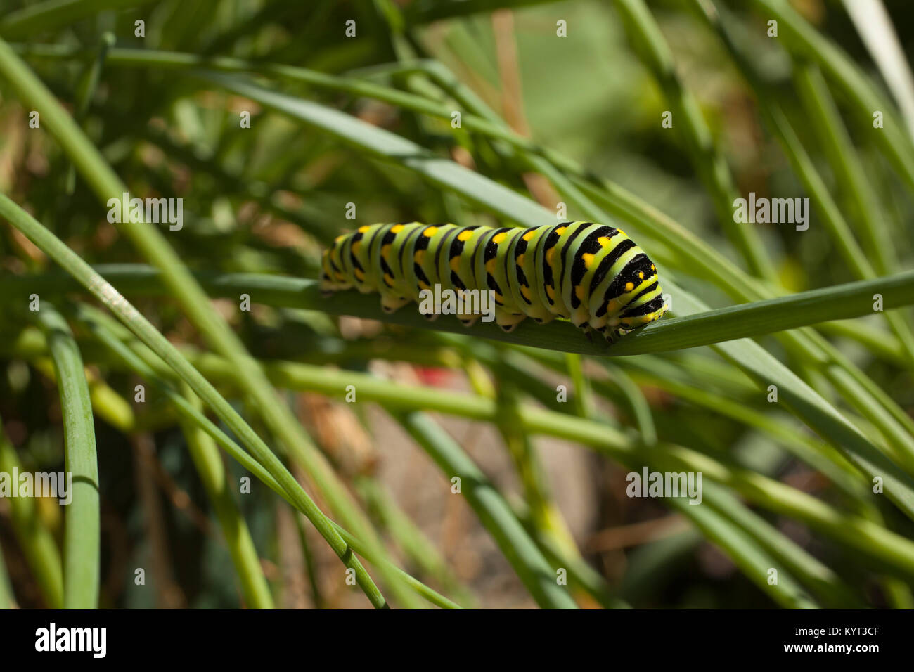 A fat swallowtail caterpillar climbs along a chive plant Stock Photo ...