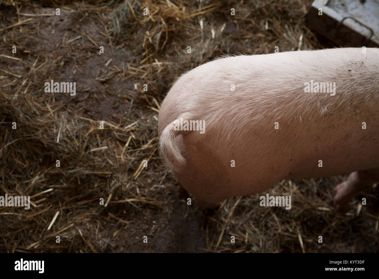Backside of a pink pig in a barn Stock Photo - Alamy