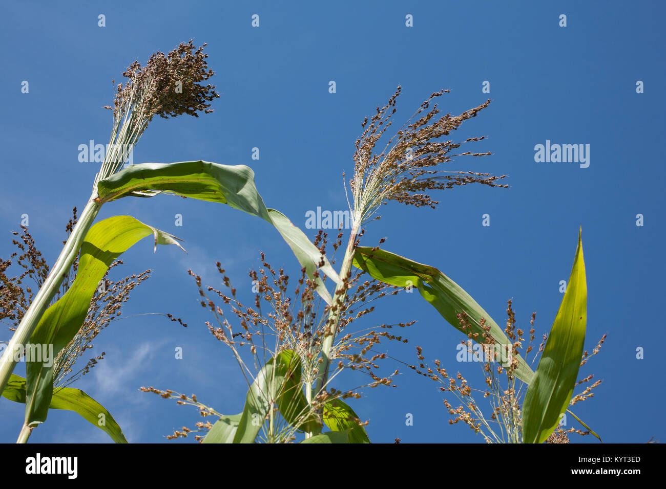 Grain growing farm hi-res stock photography and images - Alamy