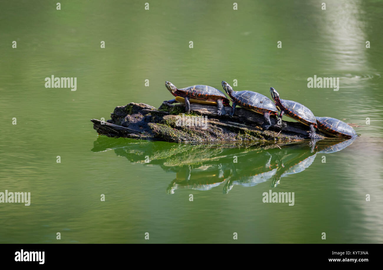 Painted turtle on log hi-res stock photography and images - Alamy