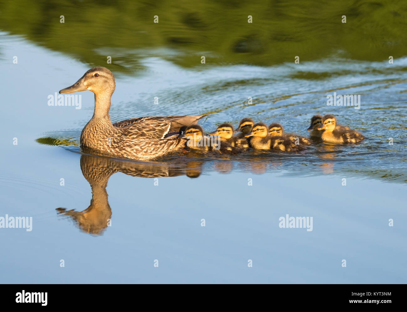 Beautiful female duck mallard hi-res stock photography and images - Alamy