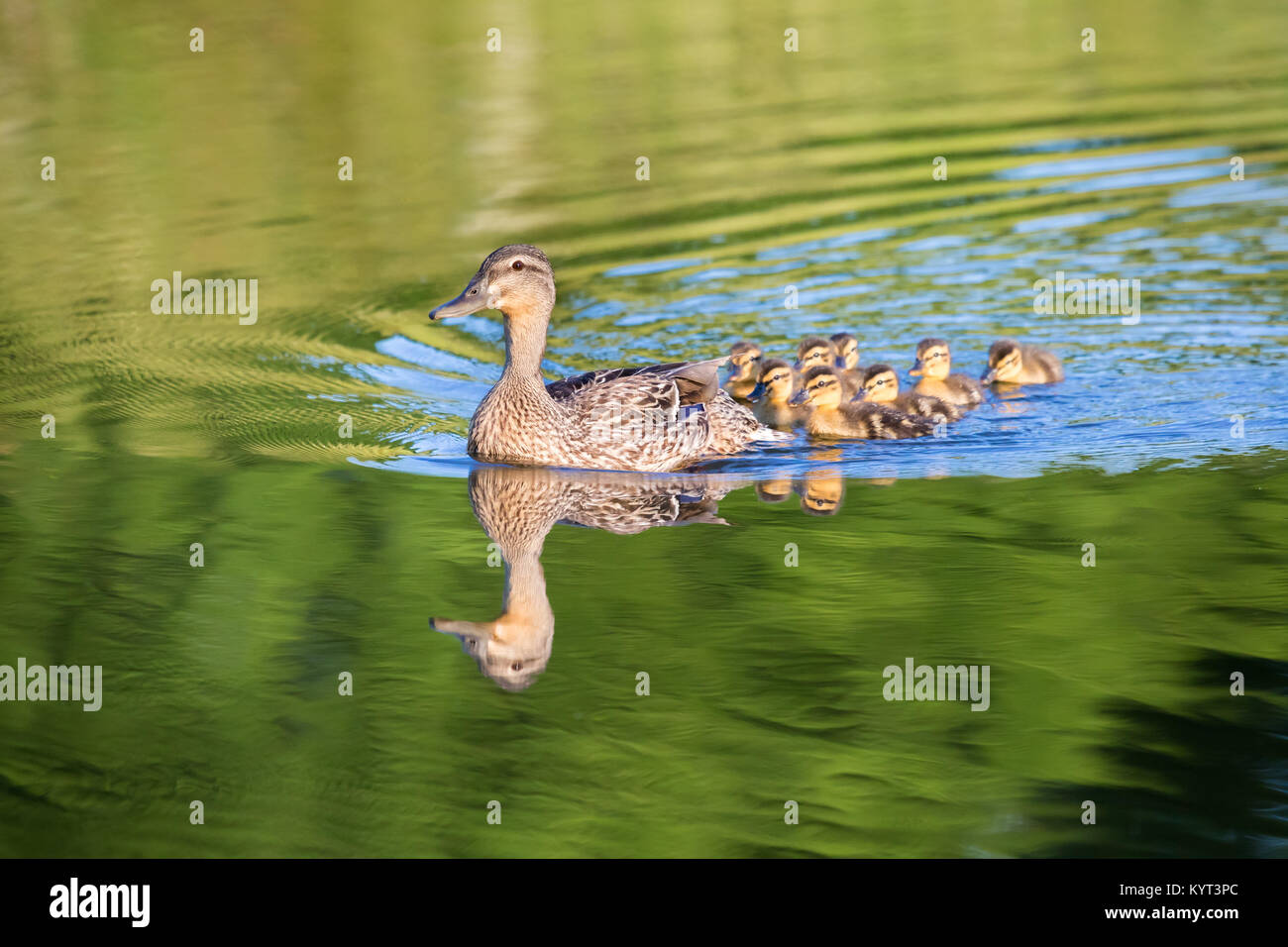 Female Mallard Duck with ducklings Stock Photo - Alamy Female Mallard Duck with ducklings Stock Photo - Alamy