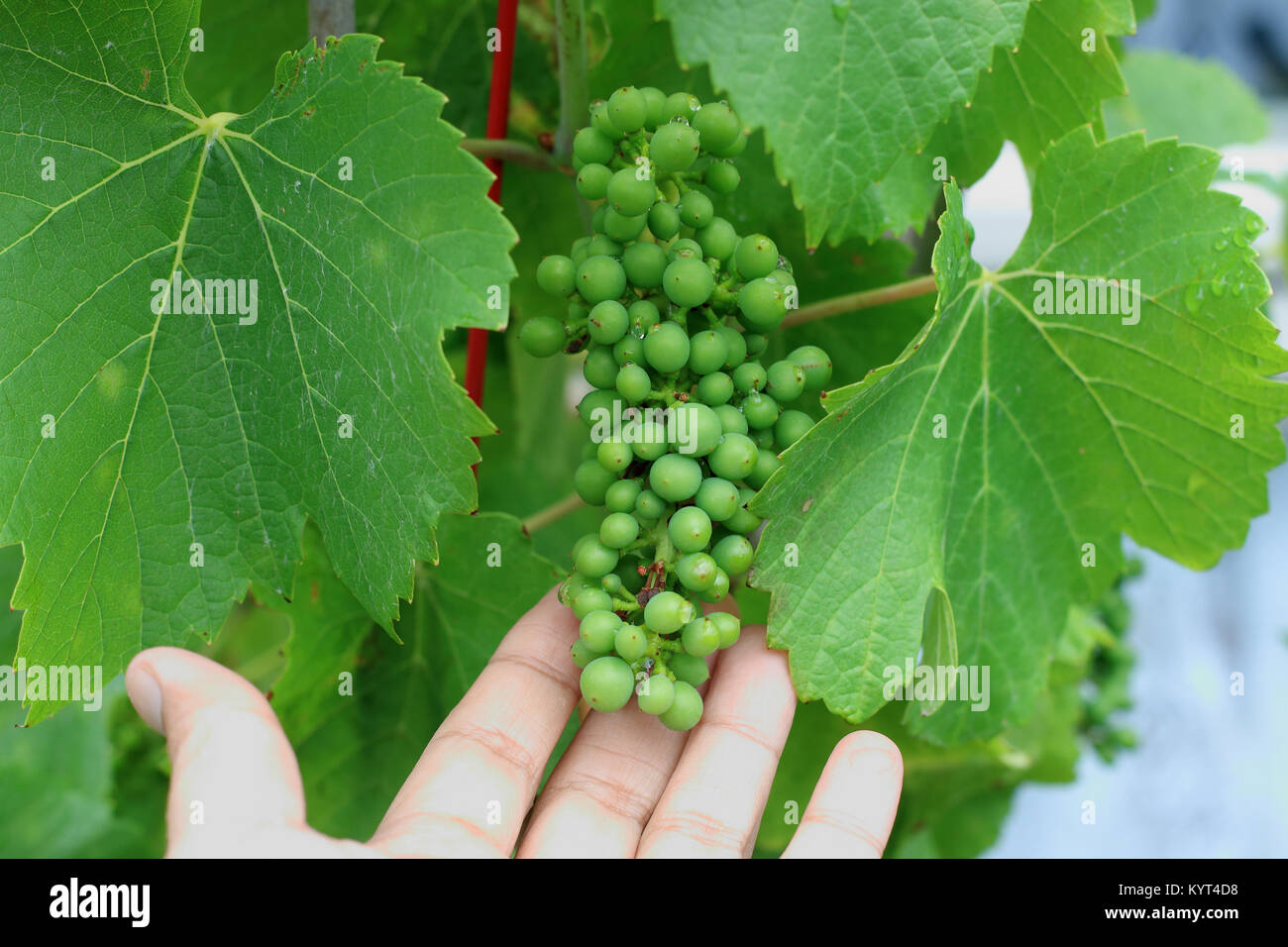 Young grapes growing on grapevines Stock Photo - Alamy