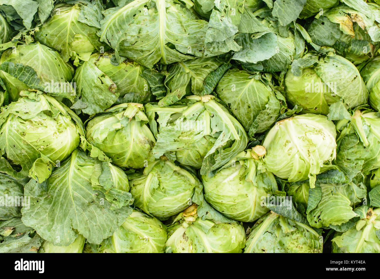 closeup photo of heap of cabbage Stock Photo - Alamy