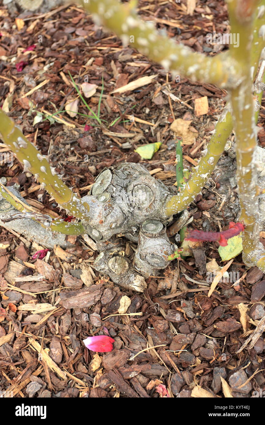 Pruned Rose Branches at base of rose plant Stock Photo - Alamy