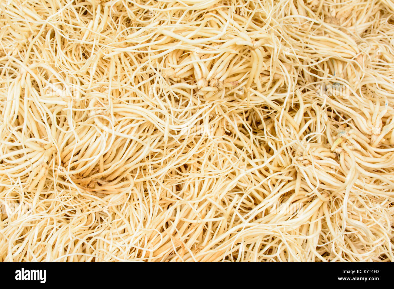 closeup photo of indian leek root Stock Photo - Alamy