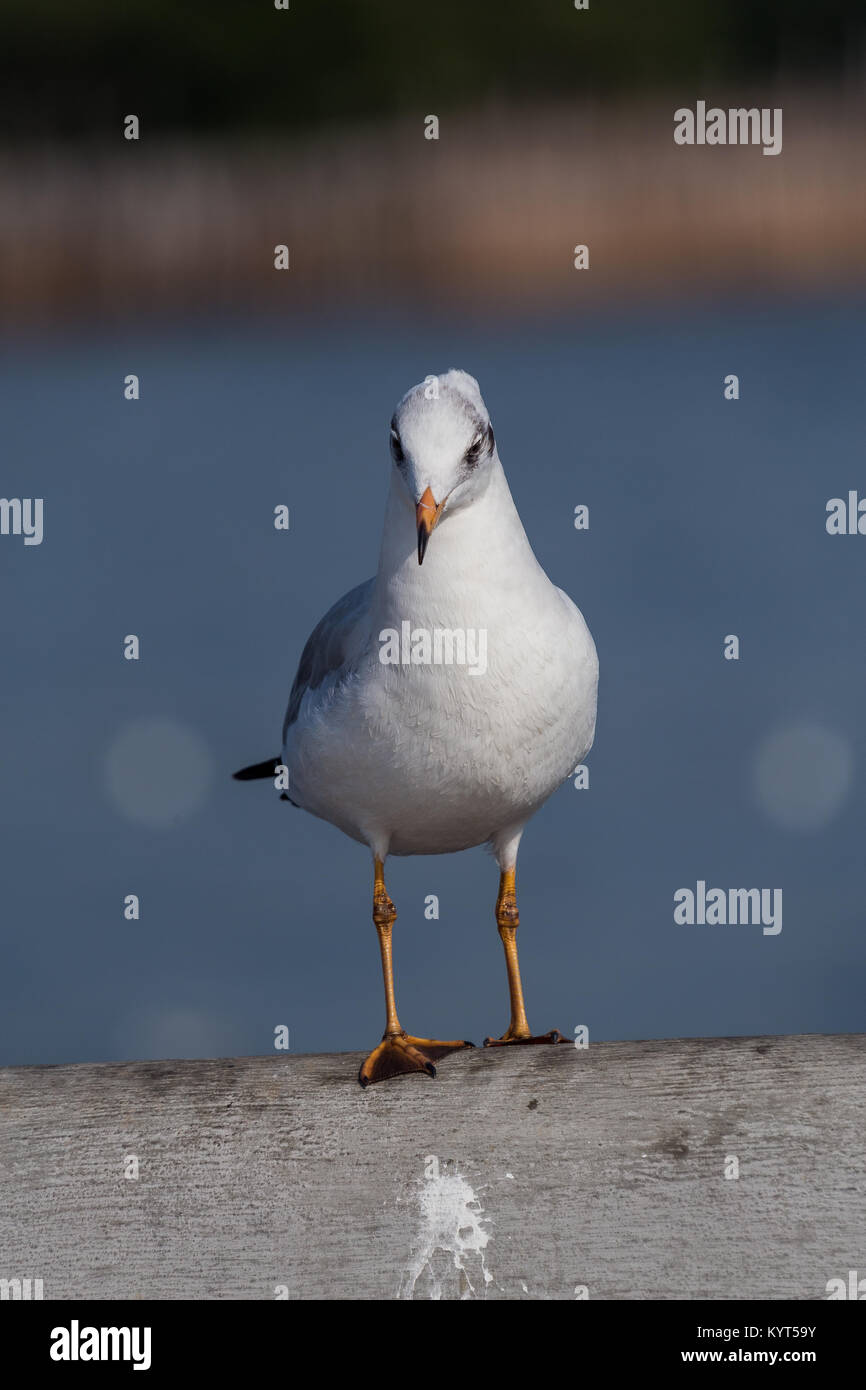 Slender-billed Gull Standing on the rock Stock Photo - Alamy