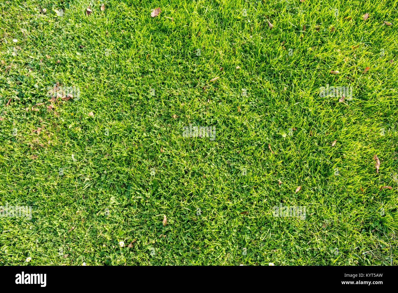 natural green grass background. green grass field photo background ...