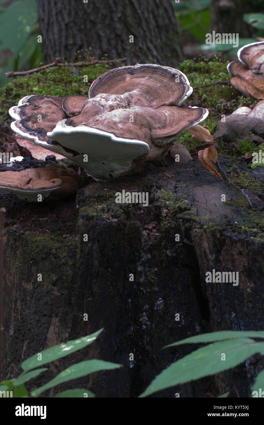 Ganoderma australe mushroom on a stump, close up Stock Photo - Alamy