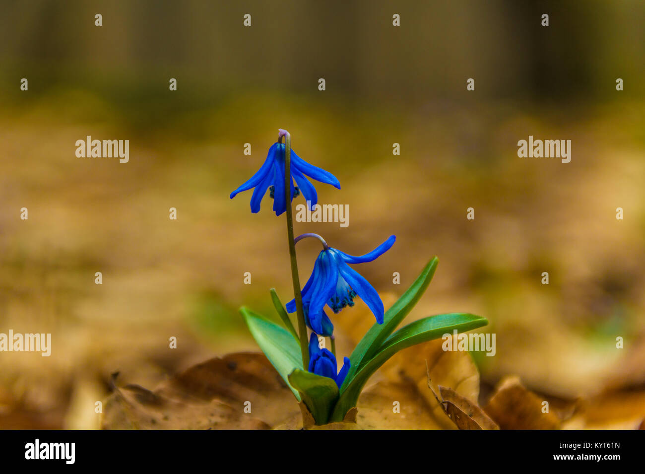 Siberian spring beauty hi-res stock photography and images - Alamy