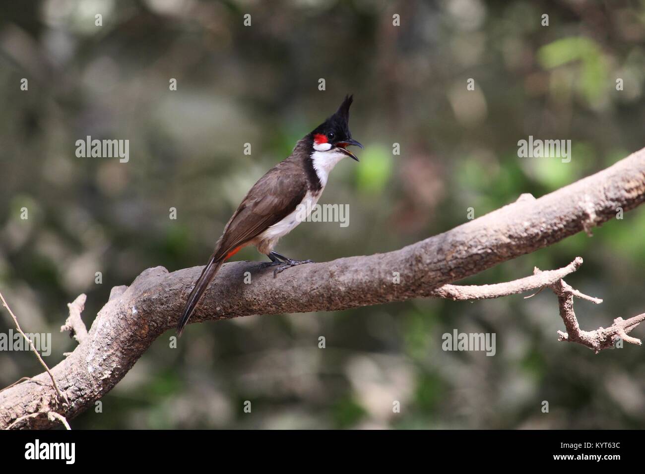 Bulbul species of india hi-res stock photography and images - Alamy