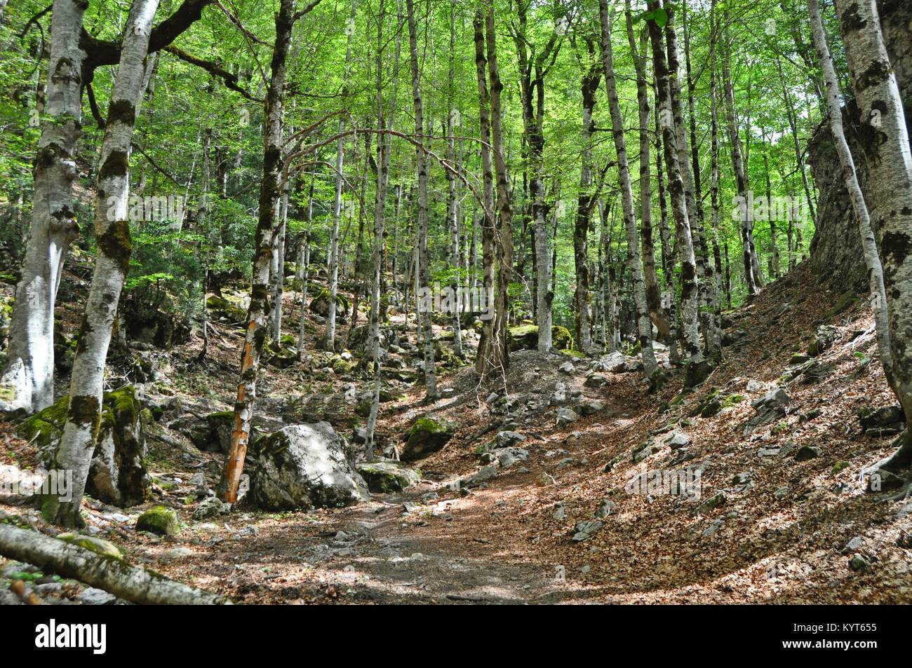 Trees and mossy rocks on the forest Stock Photo - Alamy